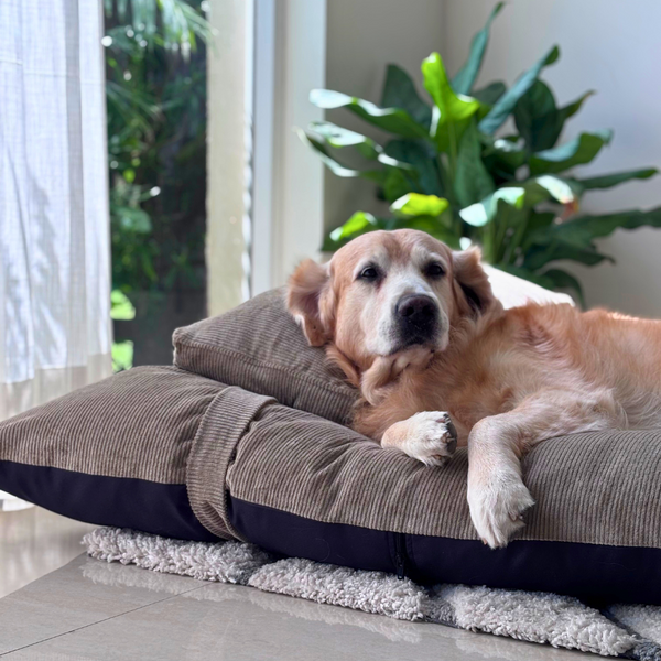100% Cotton Dog Beds with removable covers |Flat Dog Beds | PoochMate